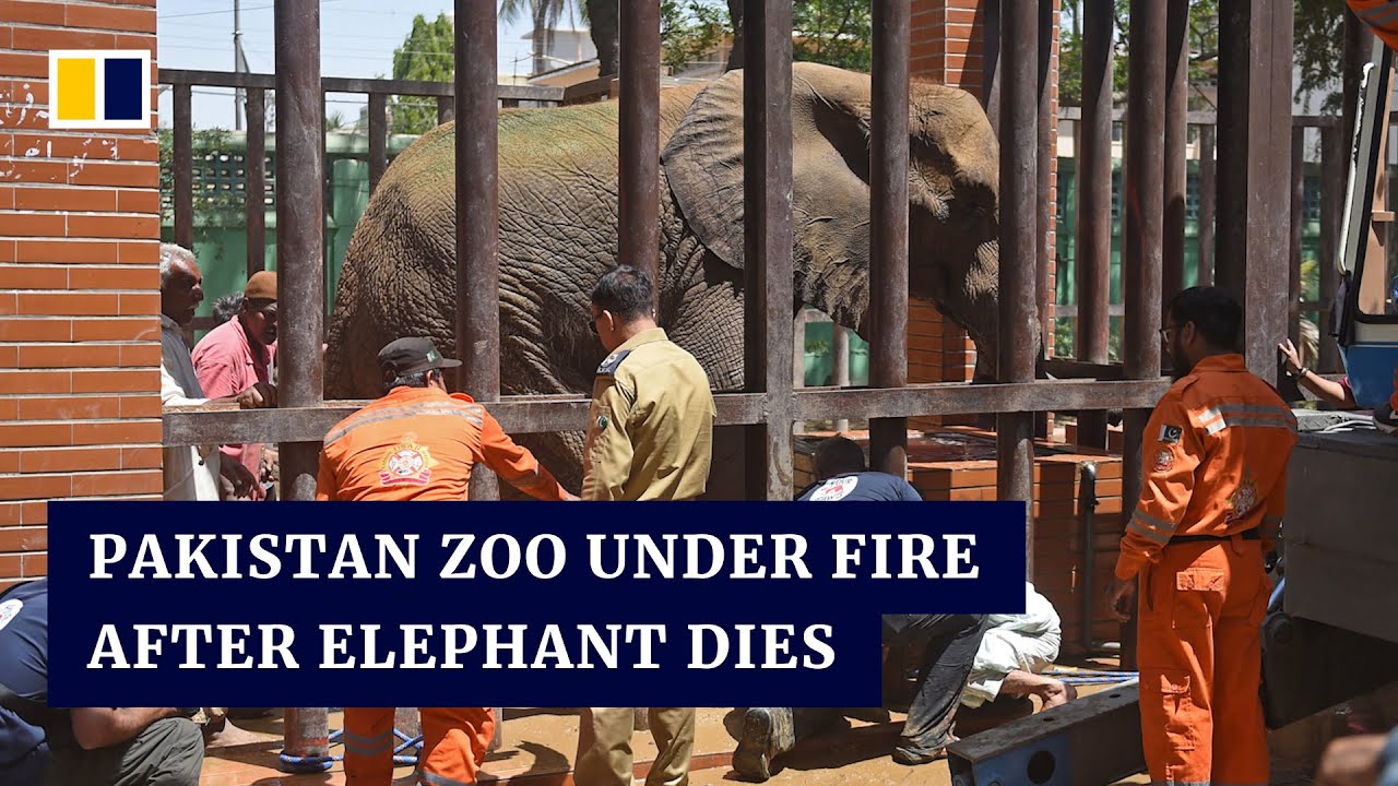 Elephant death in Karachi reignites calls to shut down Pakistan zoos ...