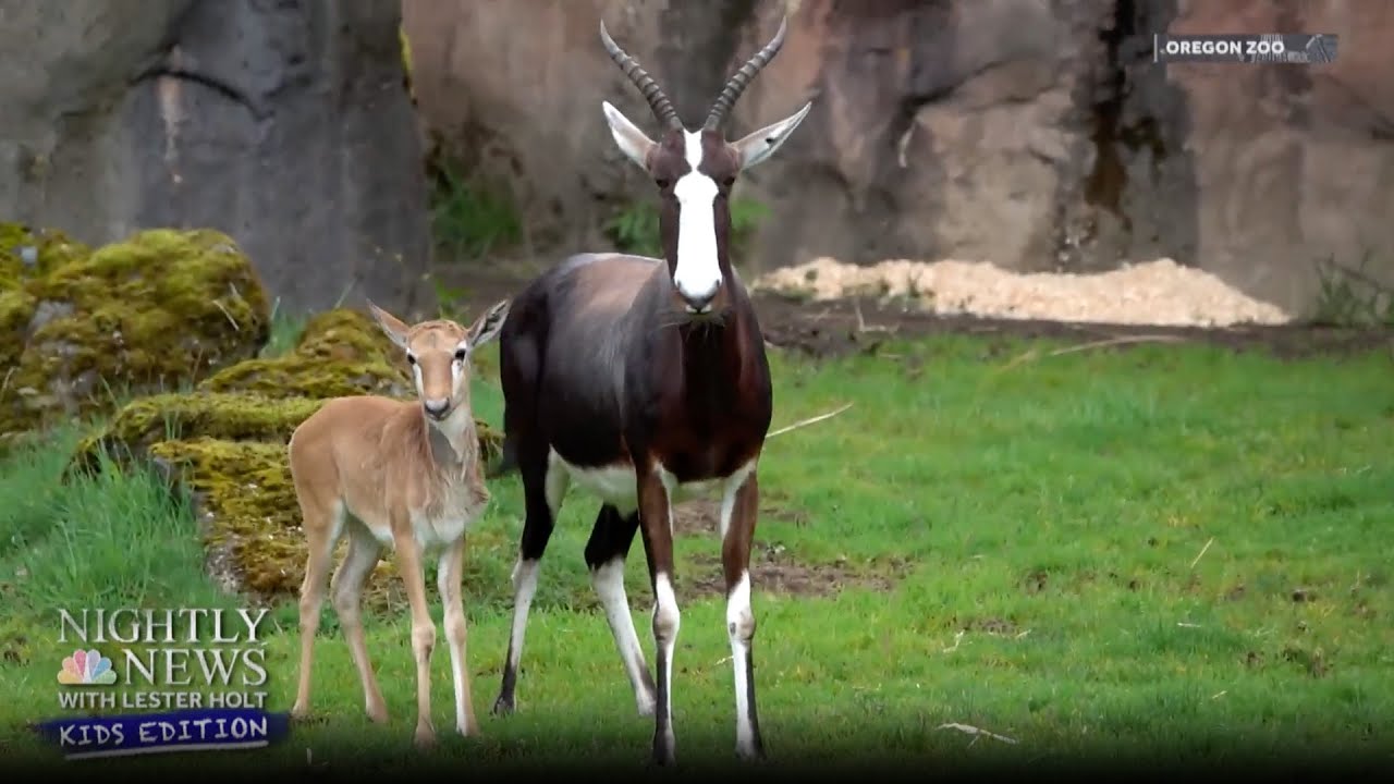 Meet the rare African antelope born at the Oregon Zoo | Nightly News: Kids Edition - The Global ...
