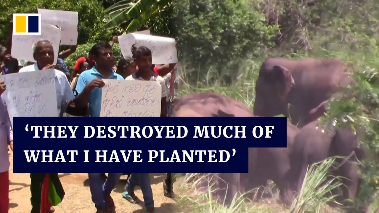 Sri Lanka farmers protest after elephants ravage nearly half their ...
