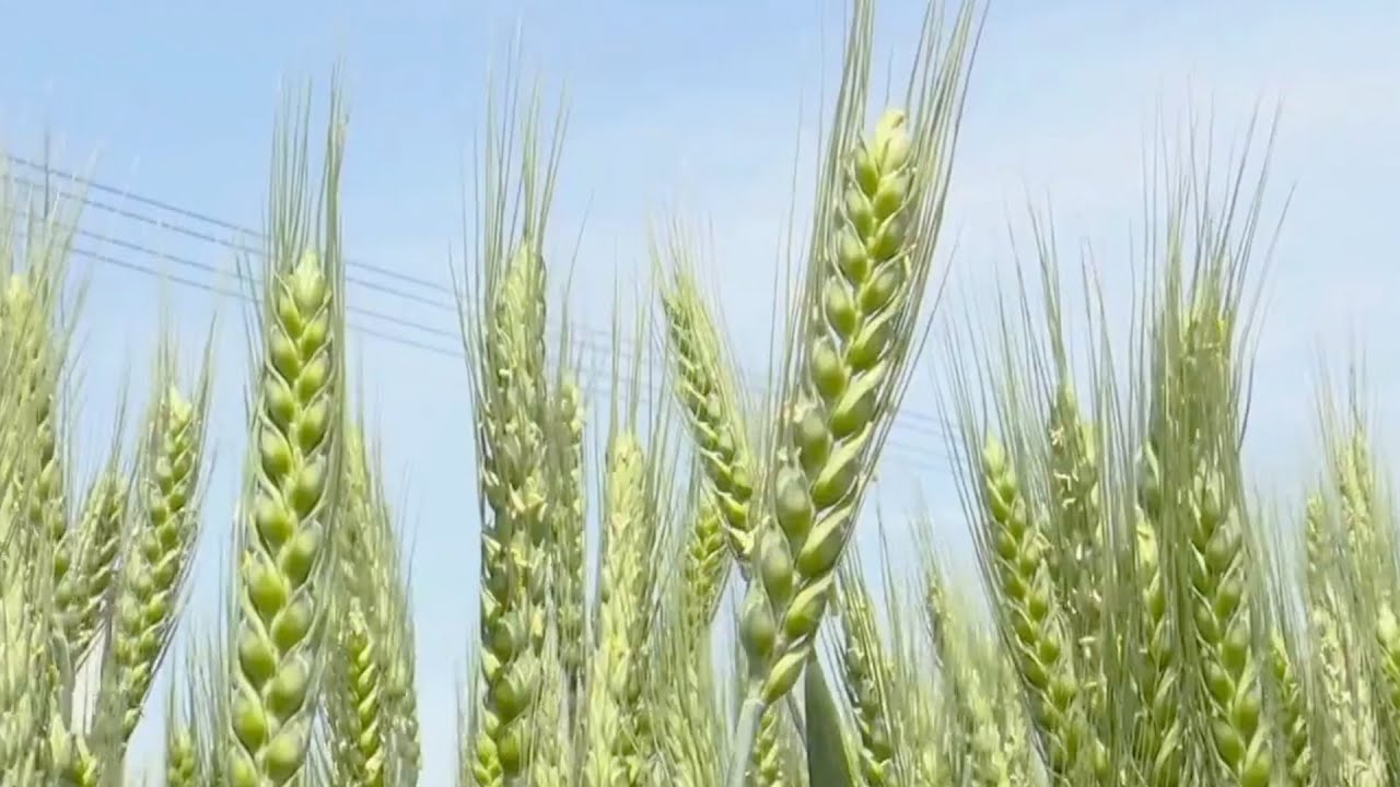 East China's wheat grows well with high yield - The Global Herald