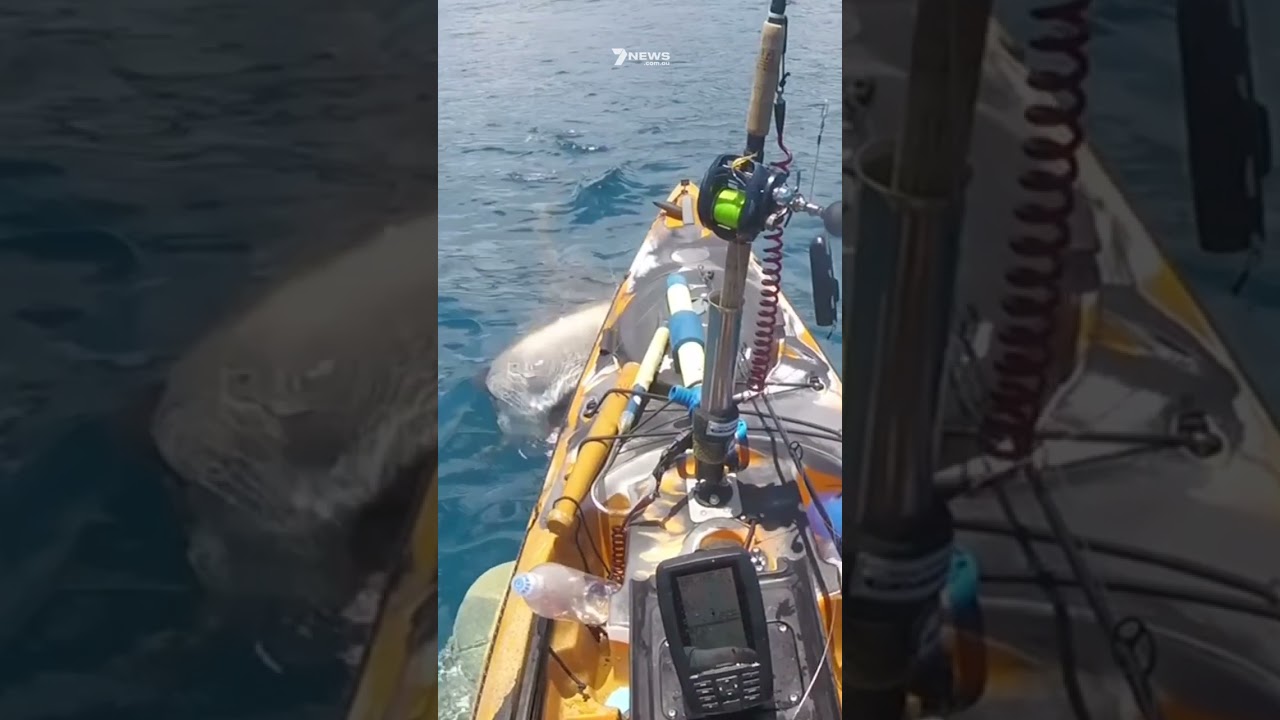 Tiger shark attacks fisherman's kayak off Hawaii | 7NEWS - The Global Herald