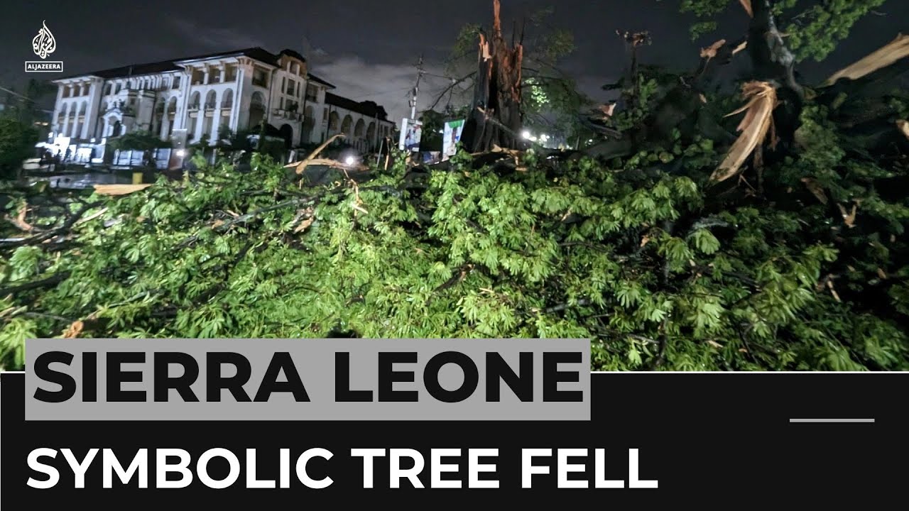 Storm fells symbolic 400-year-old cotton tree in Sierra Leone - The ...