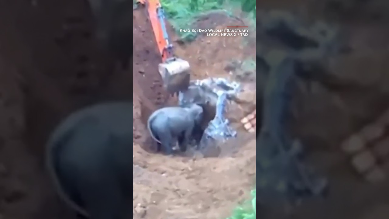 Baby elephant rescued after falling into drain - The Global Herald