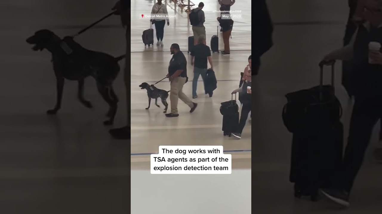 Watch: A #TSA handler aggressively pulls an explosive detection #dog at ...