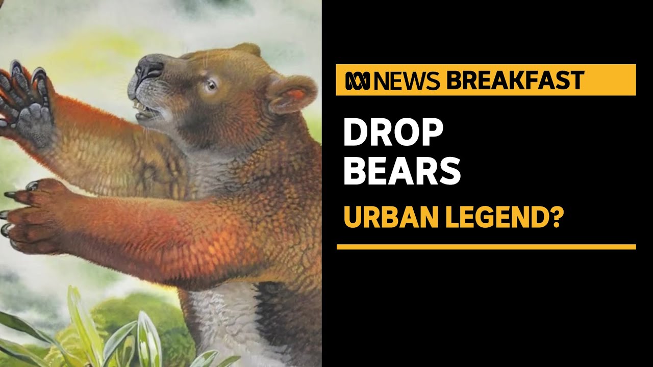 Drop bears: Urban legend, or is there truth behind the tales? | ABC ...