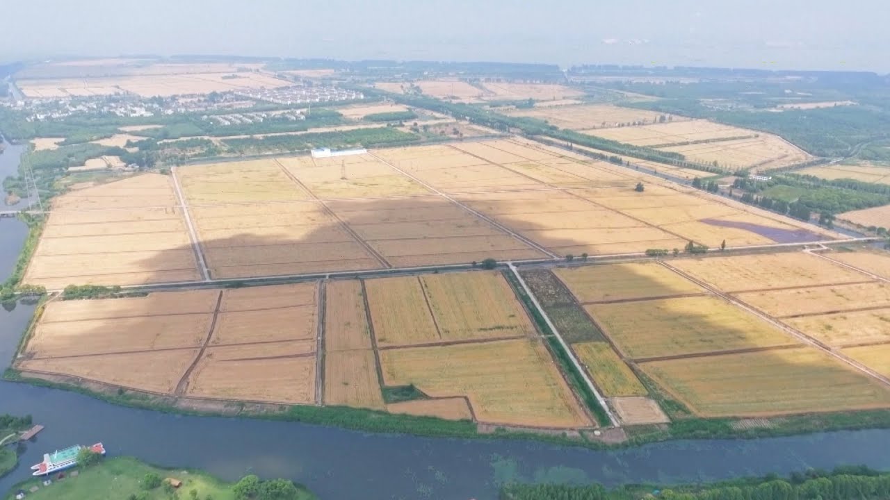 China's main wheat-producing areas start harvest - The Global Herald