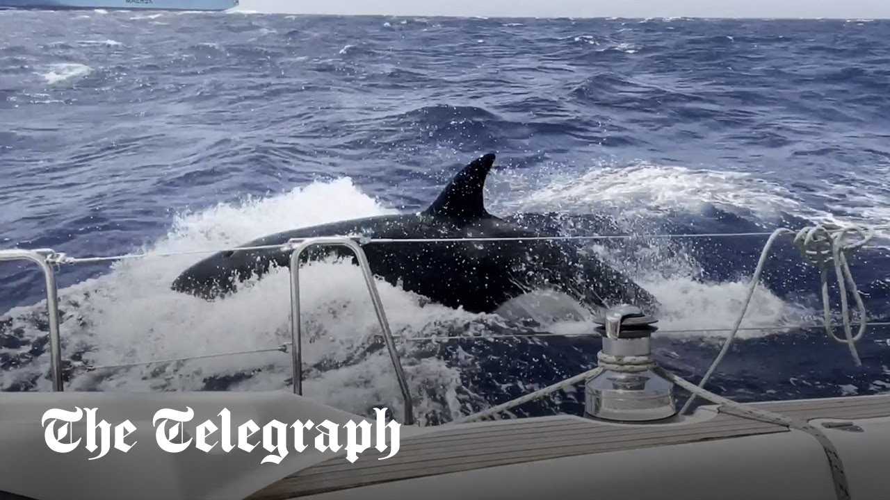 Killer whales attack yacht off the coast of Morocco - The Global Herald
