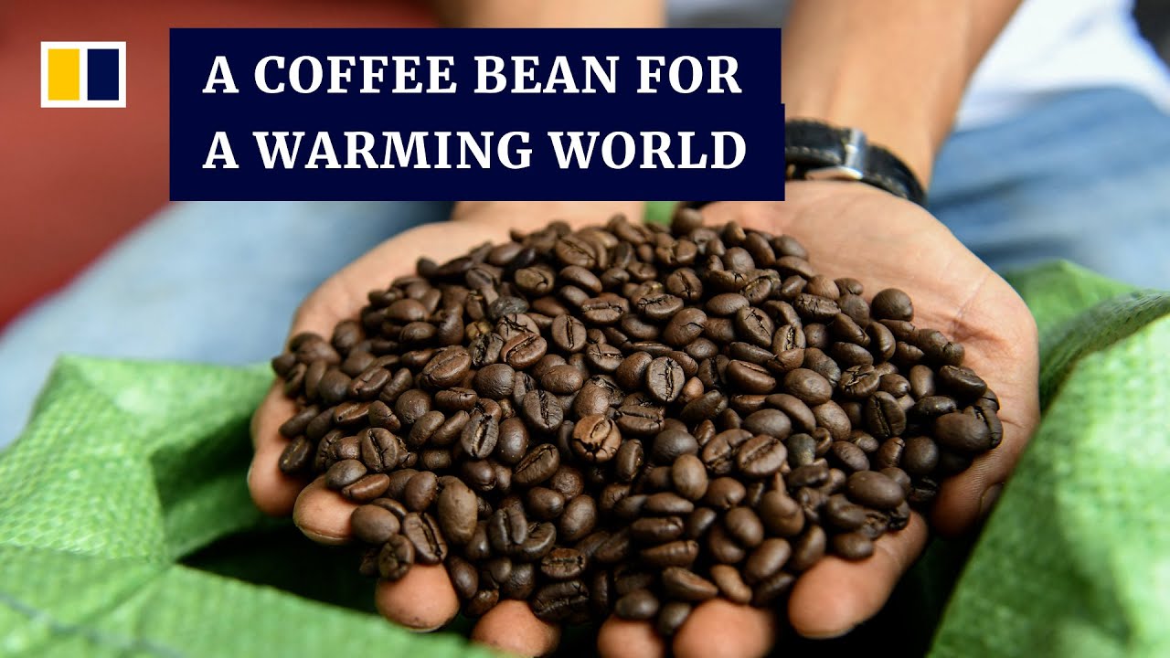 Vietnamese farmers champion robusta coffee beans as climate change ...