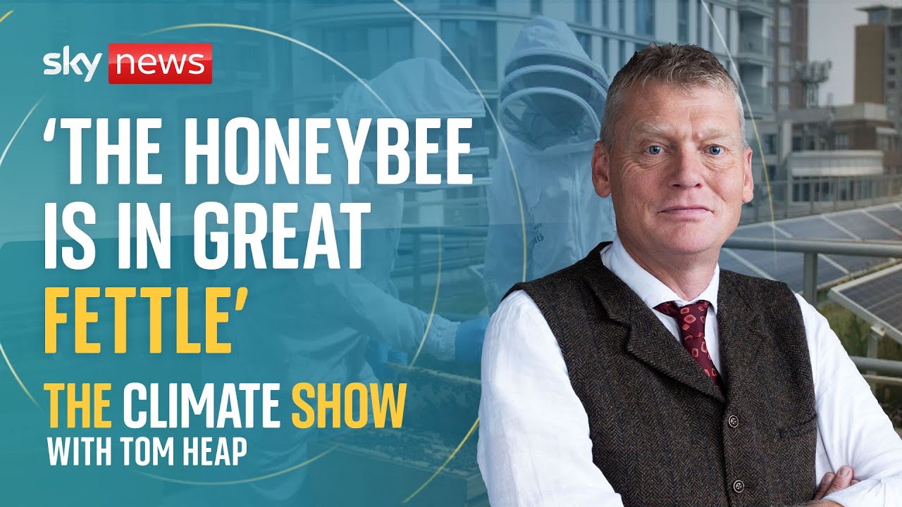 The Climate Show with Tom Heap: Why honey bees don’t need saving - The ...