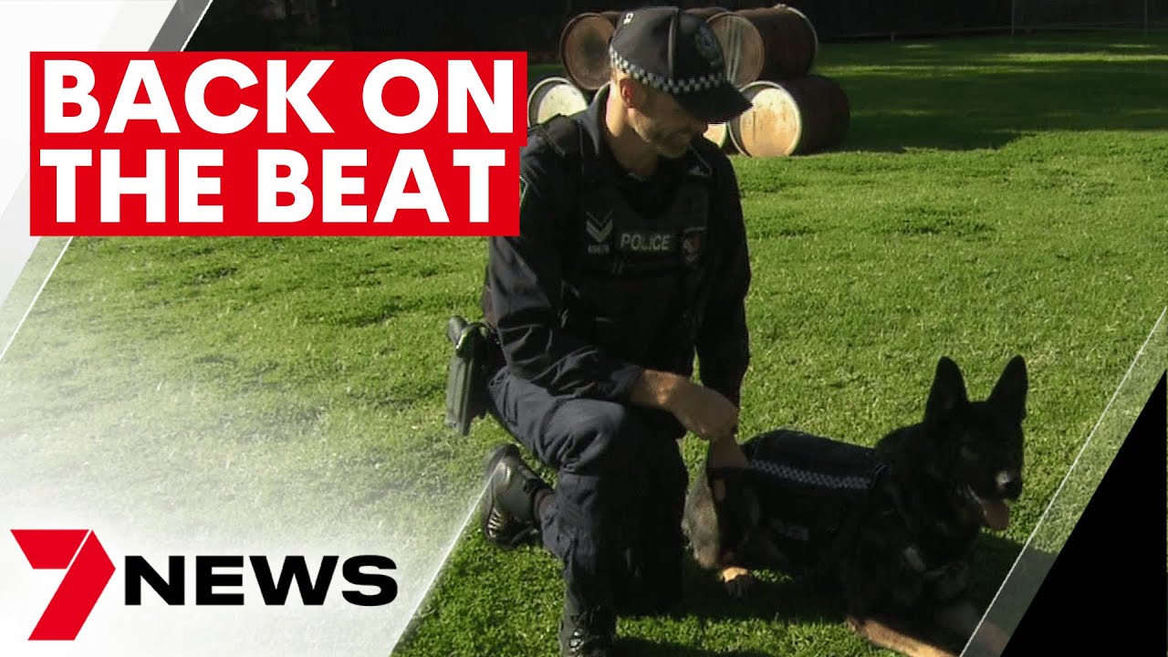 SA Police dog Bandit reports for duty after major battle against deadly ...