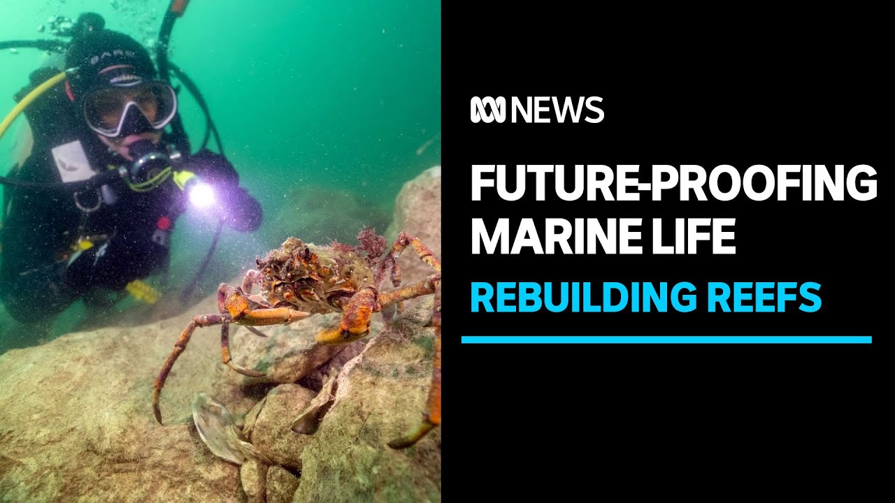Restoring and reseeding reefs to future-proof marine life | ABC News ...