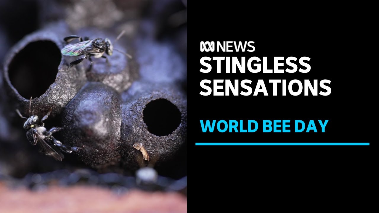 Stingless bees celebrated on International Bee Day l ABC News - The ...