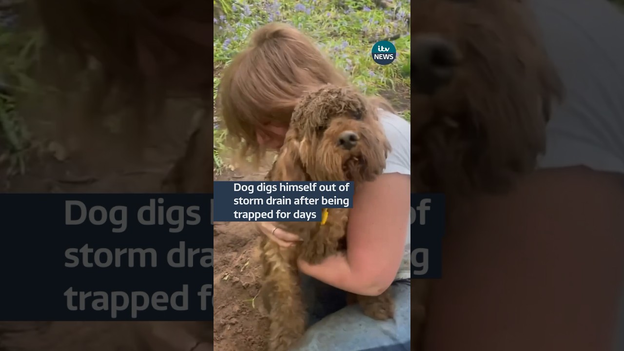 A woman was reunited with her #dog after it got stuck in a storm drain #itvnews #scotland - The ...