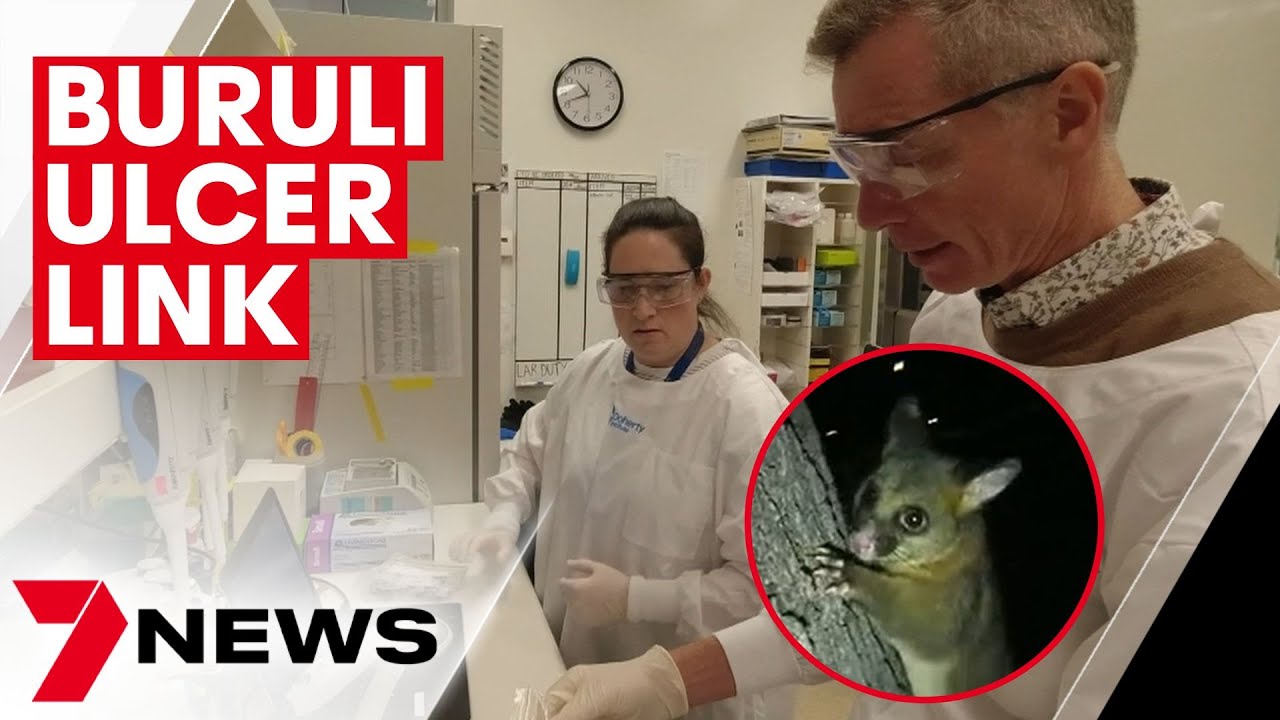 Scientists make possum poo breakthrough on Buruli ulcer outbreaks ...