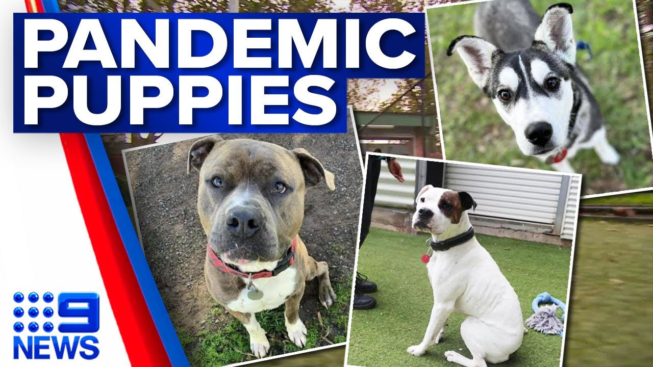 Plea for help as dog shelter flooded with abandoned ‘lockdown’ puppies ...