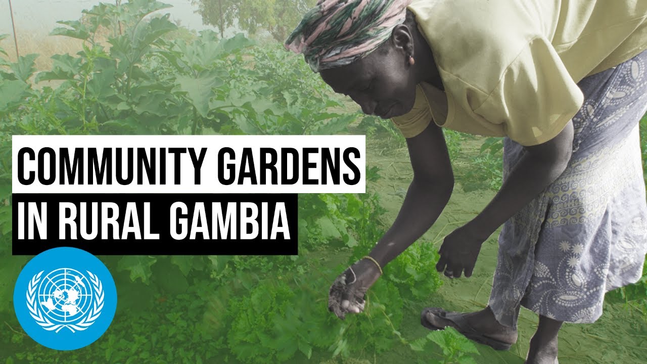 Agriculture for Development: Community Gardens in Rural Gambia | United ...