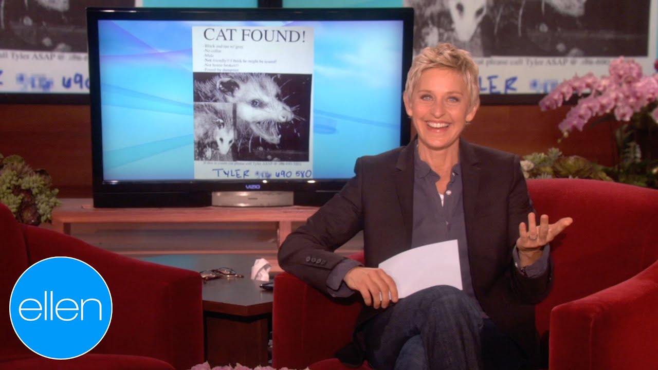Whats Wrong With These Photos Found Cat The Global Herald