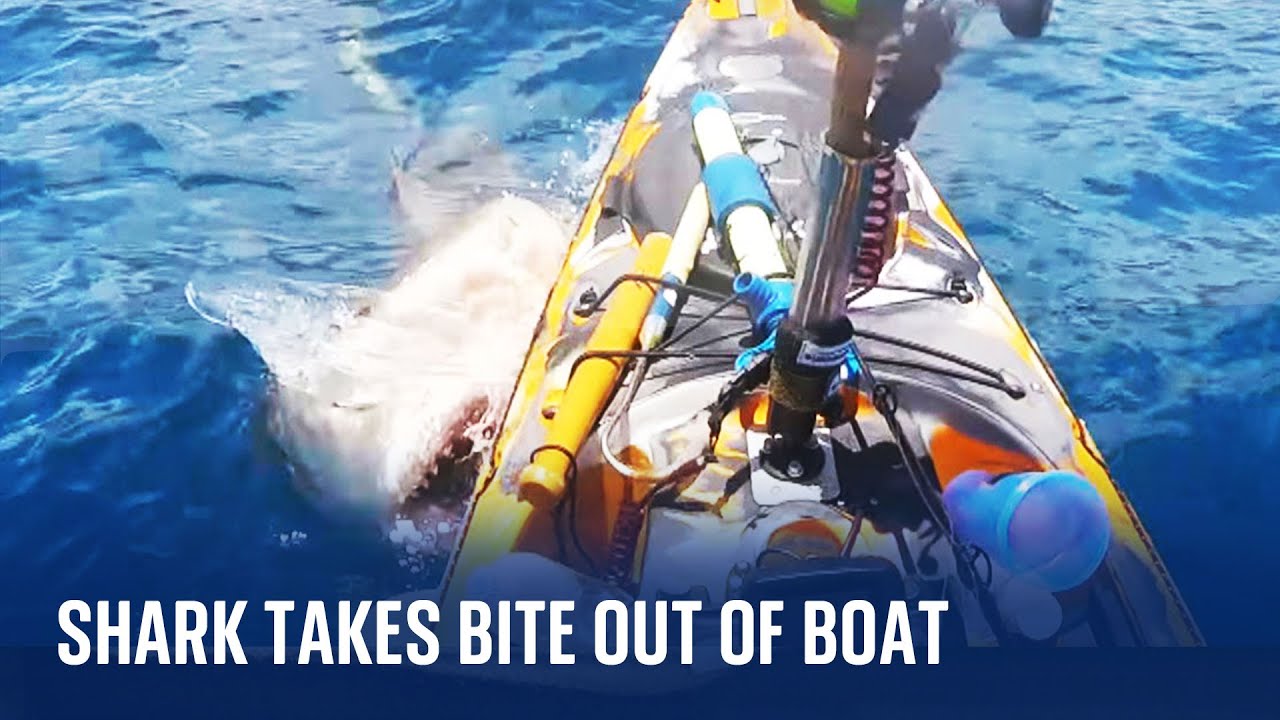 Shark attacks fisherman on kayak off the Hawaii coast - The Global Herald