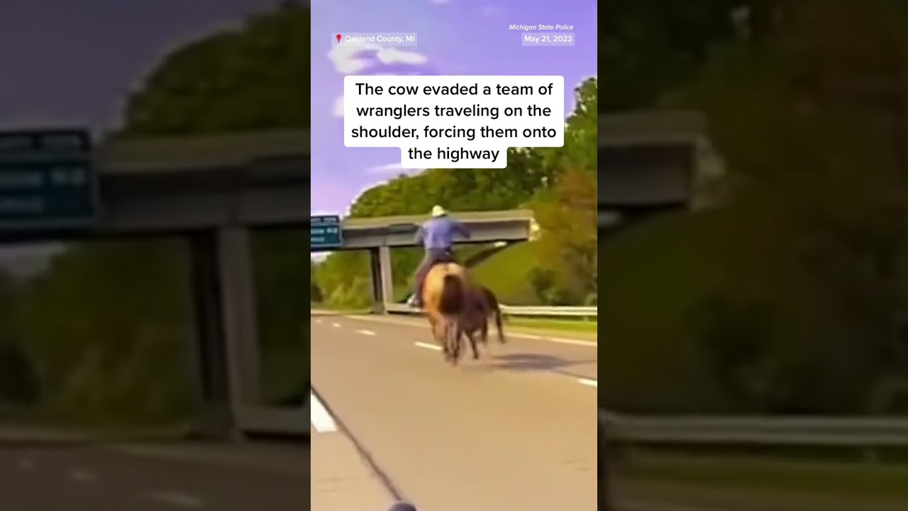 Cowboy lassos runaway #cow on highway in #Michigan - The Global Herald