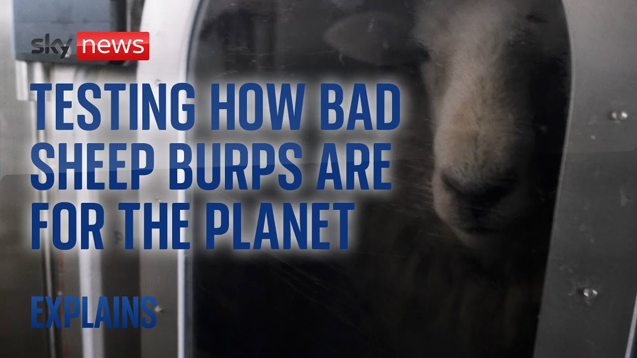 Testing how bad sheep burps are for the planet - The Global Herald