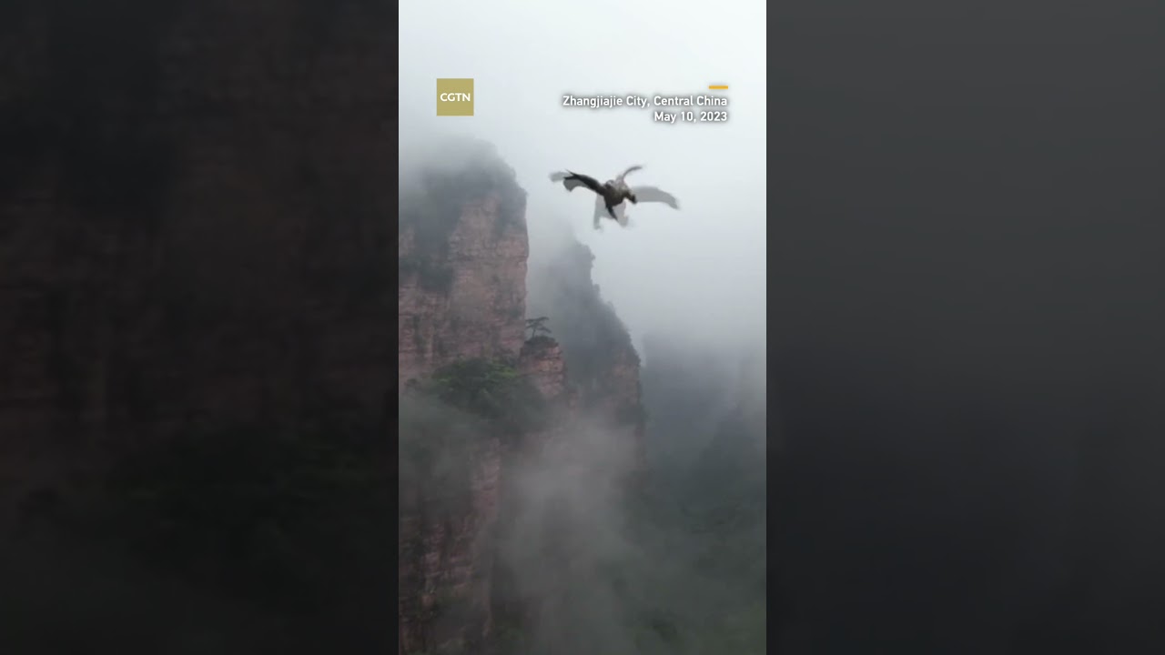 Super fast! Fierce bird captures drone - The Global Herald