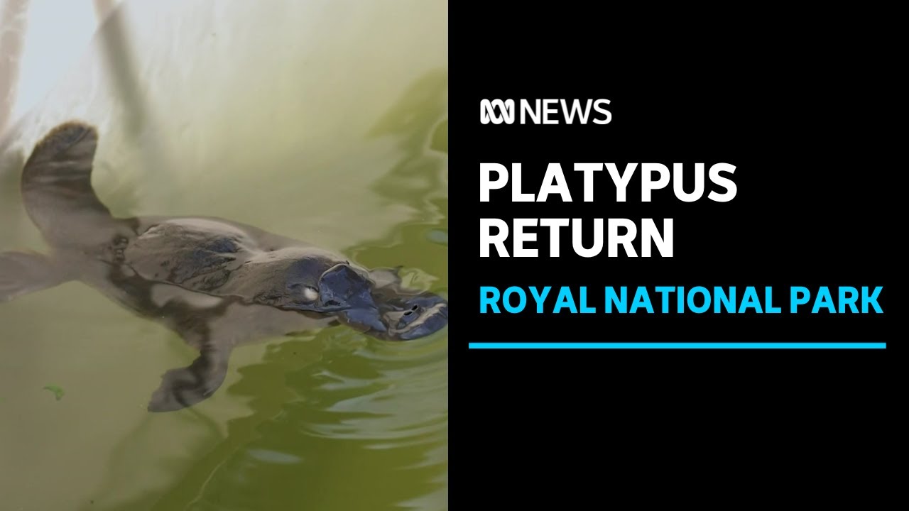 Platypuses return to Sydney's Royal National Park after 50 years | ABC ...