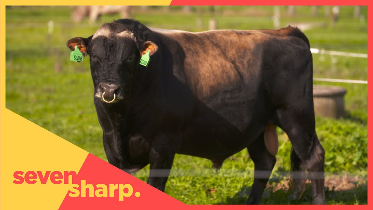 Adora-bull: We meet Aotearoa's best breeding bull, Brisbane - The ...