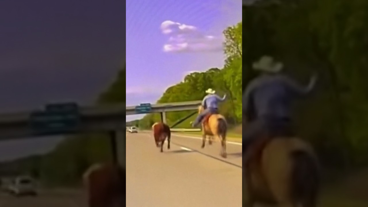 This is the moment a cow leads a lasso wielding cowboy onto a busy US ...