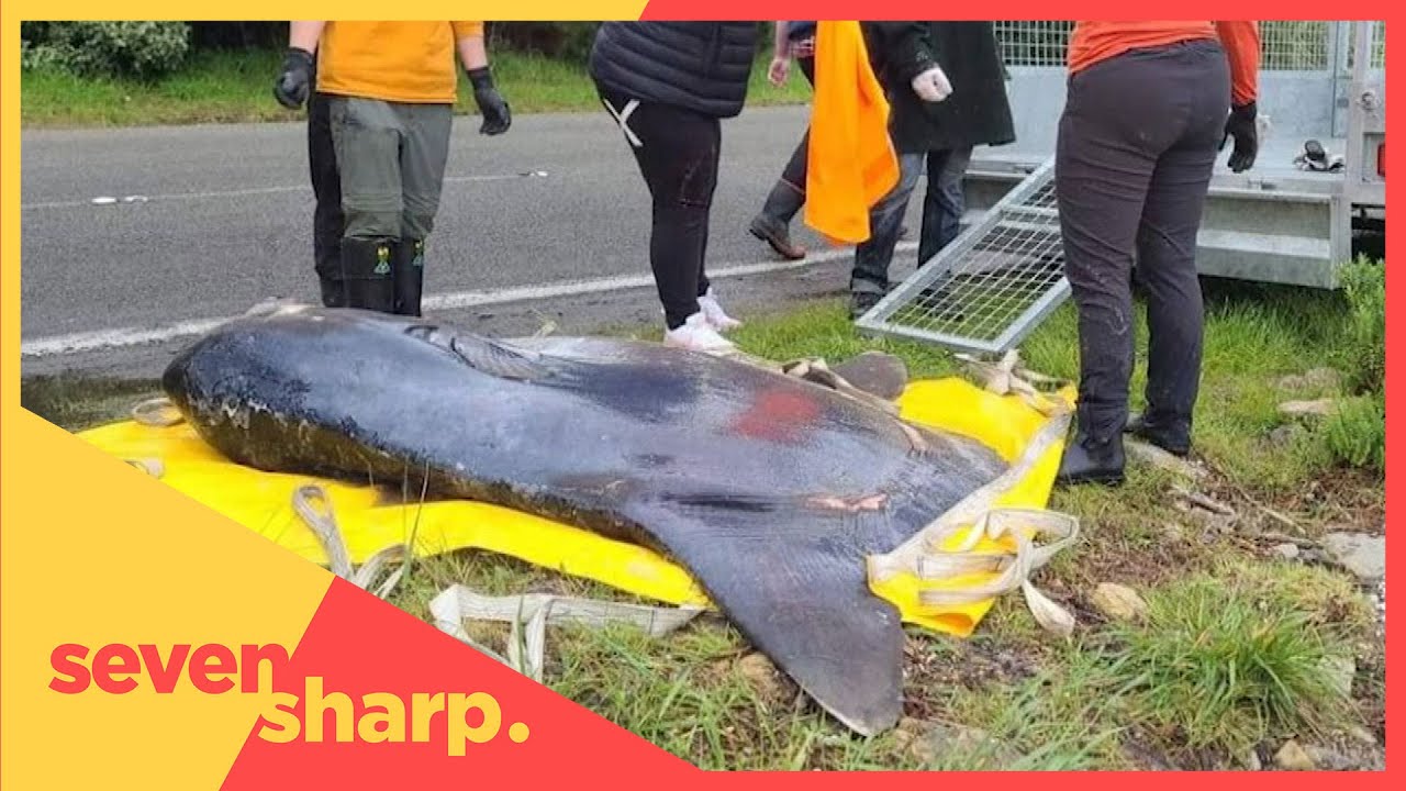 The colossal sea creature. - The Global Herald