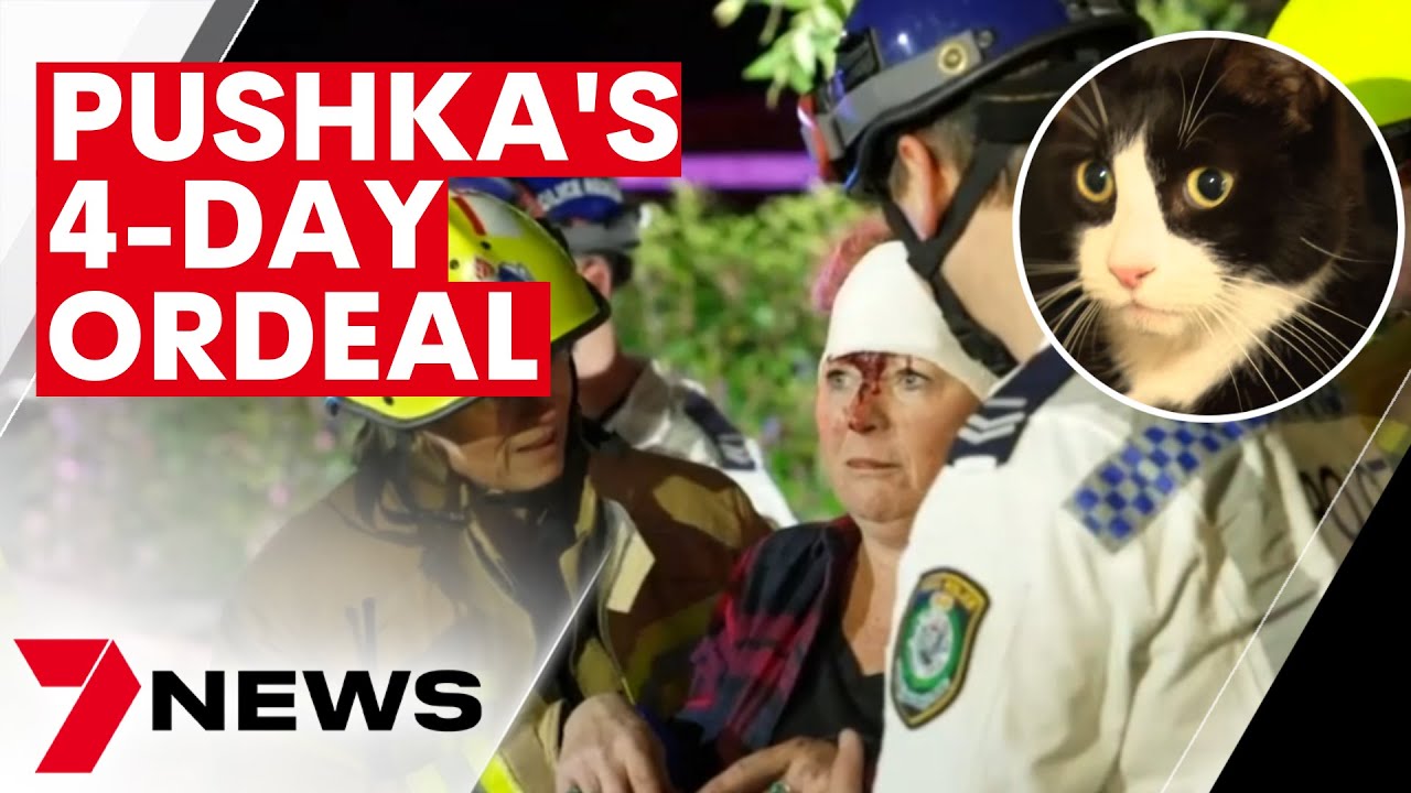 Blaxland cat owner Marni Zavaleta waited patiently 4 days for Pushka to ...
