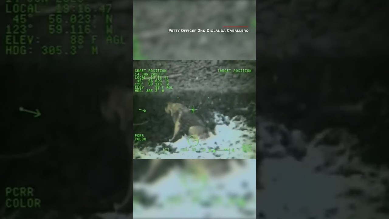 Dog falls from 300-foot cliff. See how Coast Guard responds - The ...