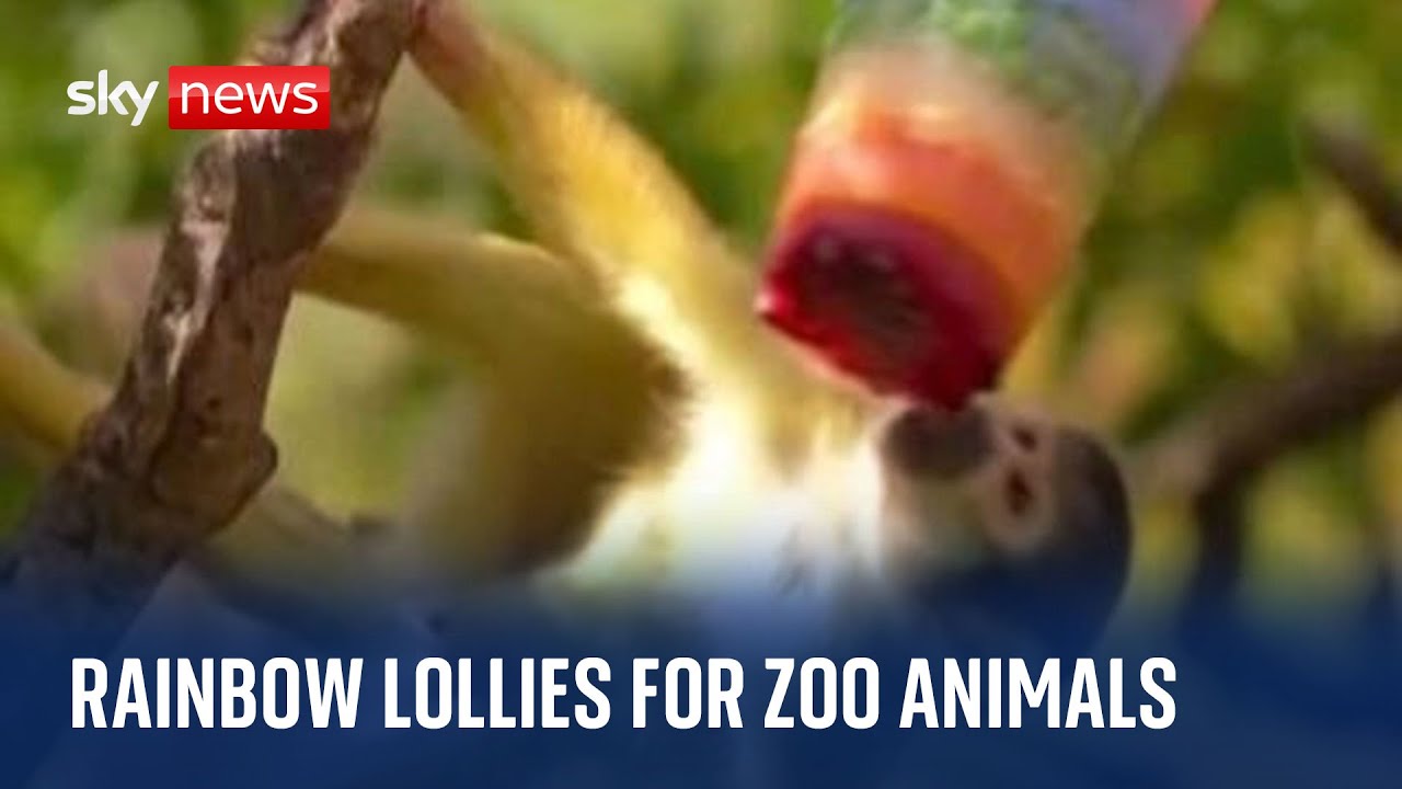 Animals enjoy rainbow-themed ice lollies to celebrate Pride at London ...