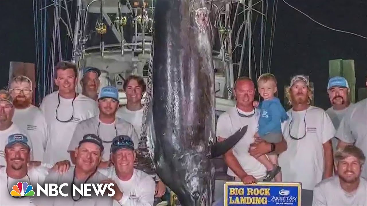 Shark bite disqualifies a caught marlin worth $3.5 million from contest ...