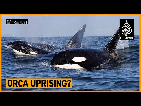 Why is the internet in love with the 'orca uprising'? | The Stream ...