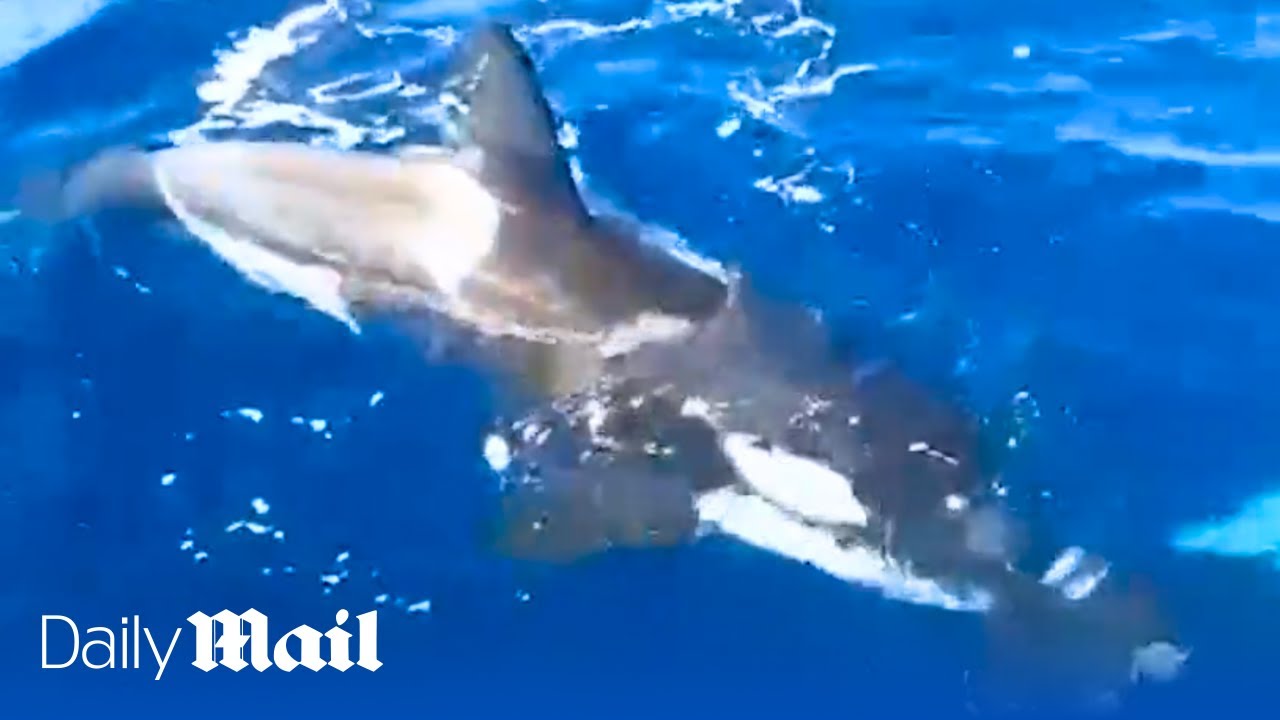 Moment killer whale attacks yacht and snaps off rudder near Gibraltar ...