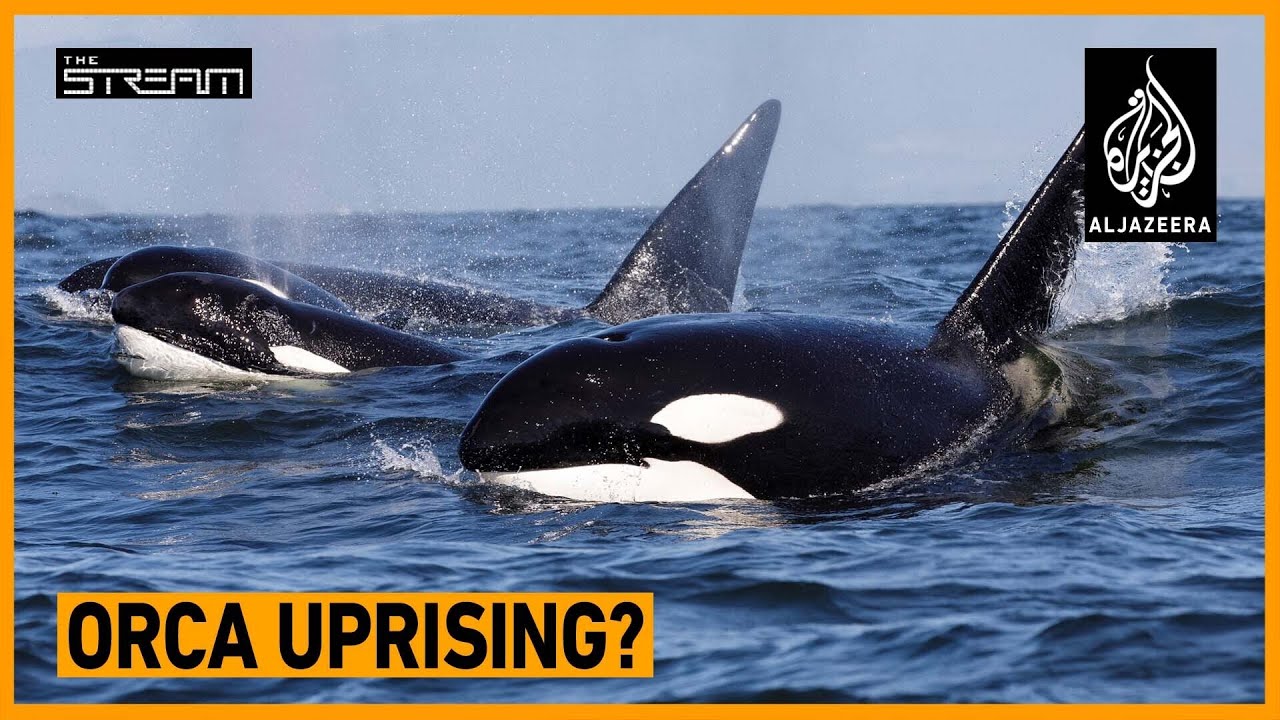 Why is the internet in love with the ‘orca uprising’? | The Stream ...