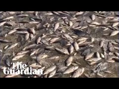 Footage shows dead fish in Kakhovka reservoir after dam flooding - The ...