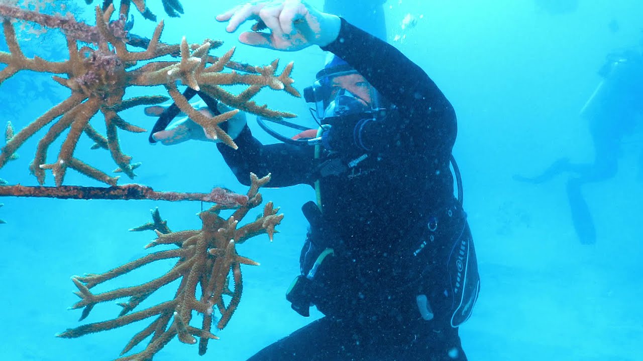 The innovative effort to restore reefs - The Global Herald