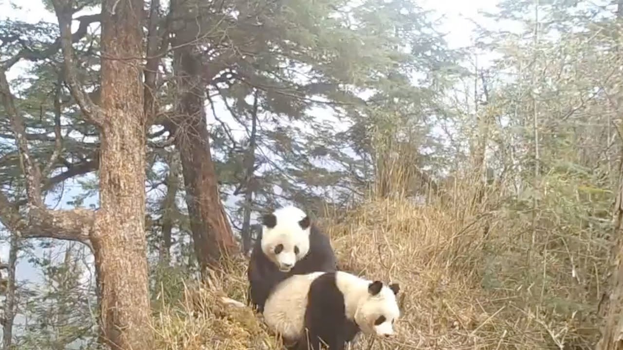 Rare footage of wild giant pandas mating in Sichuan, SW China - The ...