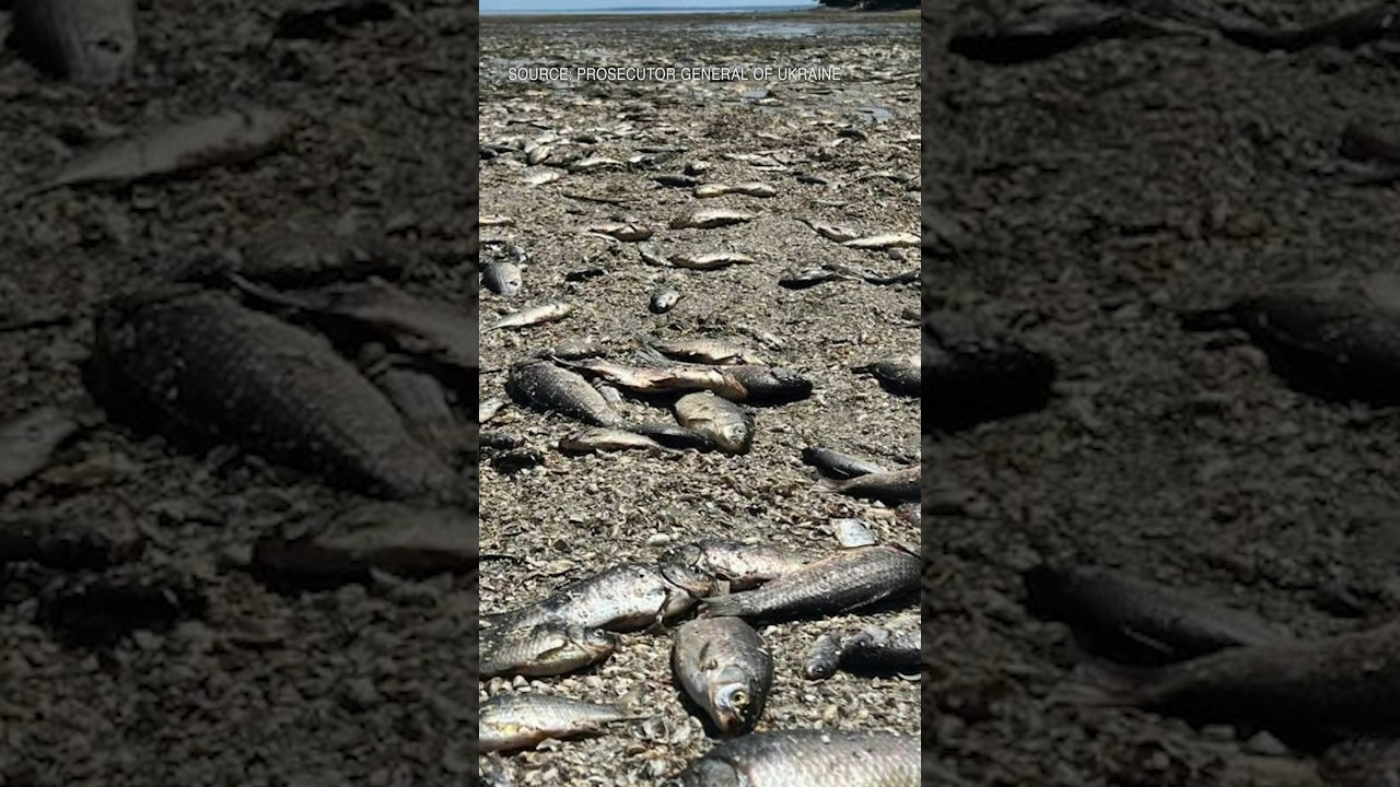 Ukraine Dam Destruction Kills Thousands of Fish: Official - The Global ...