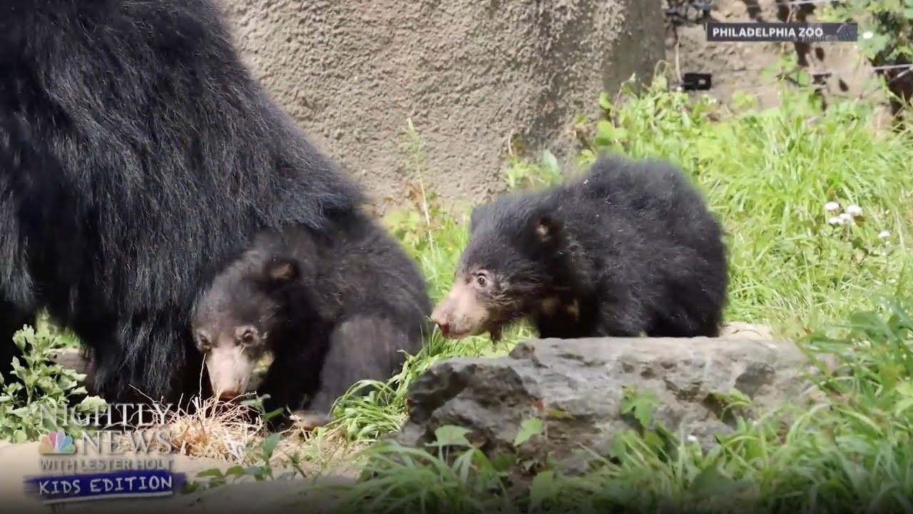 Can you guess what these baby bears' favorite snack is? | Nightly News ...