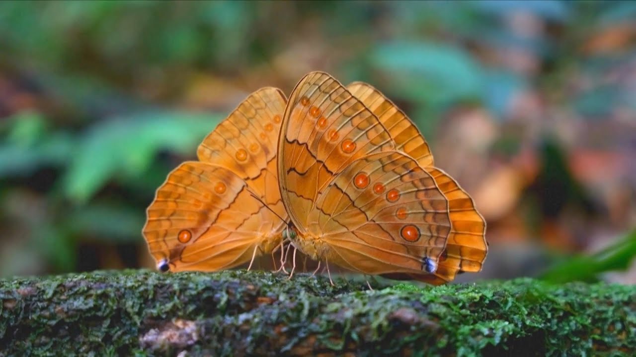 Spectacular 'butterfly explosion' seen in SW China - The Global Herald