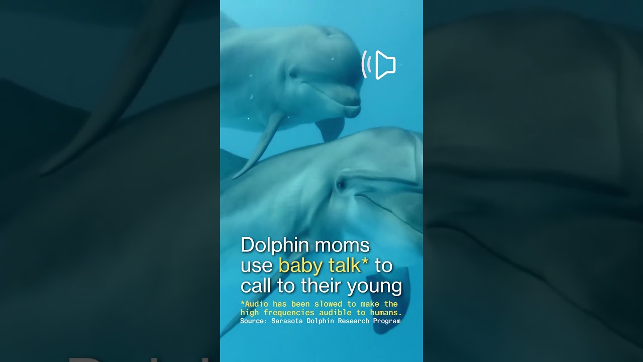Dolphin Moms Use Baby Talk to Call to Their Young, Recordings Show ...