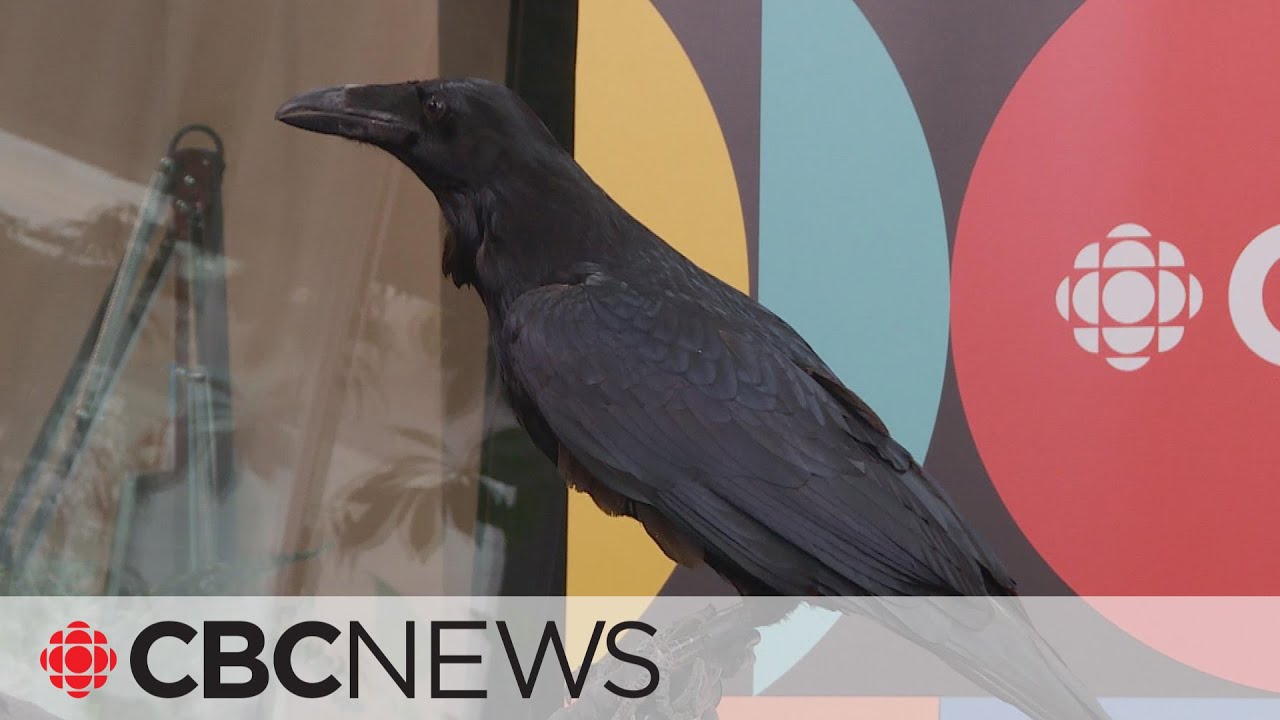 Raven celebrates one year as wildlife ambassador in Edmonton - The ...