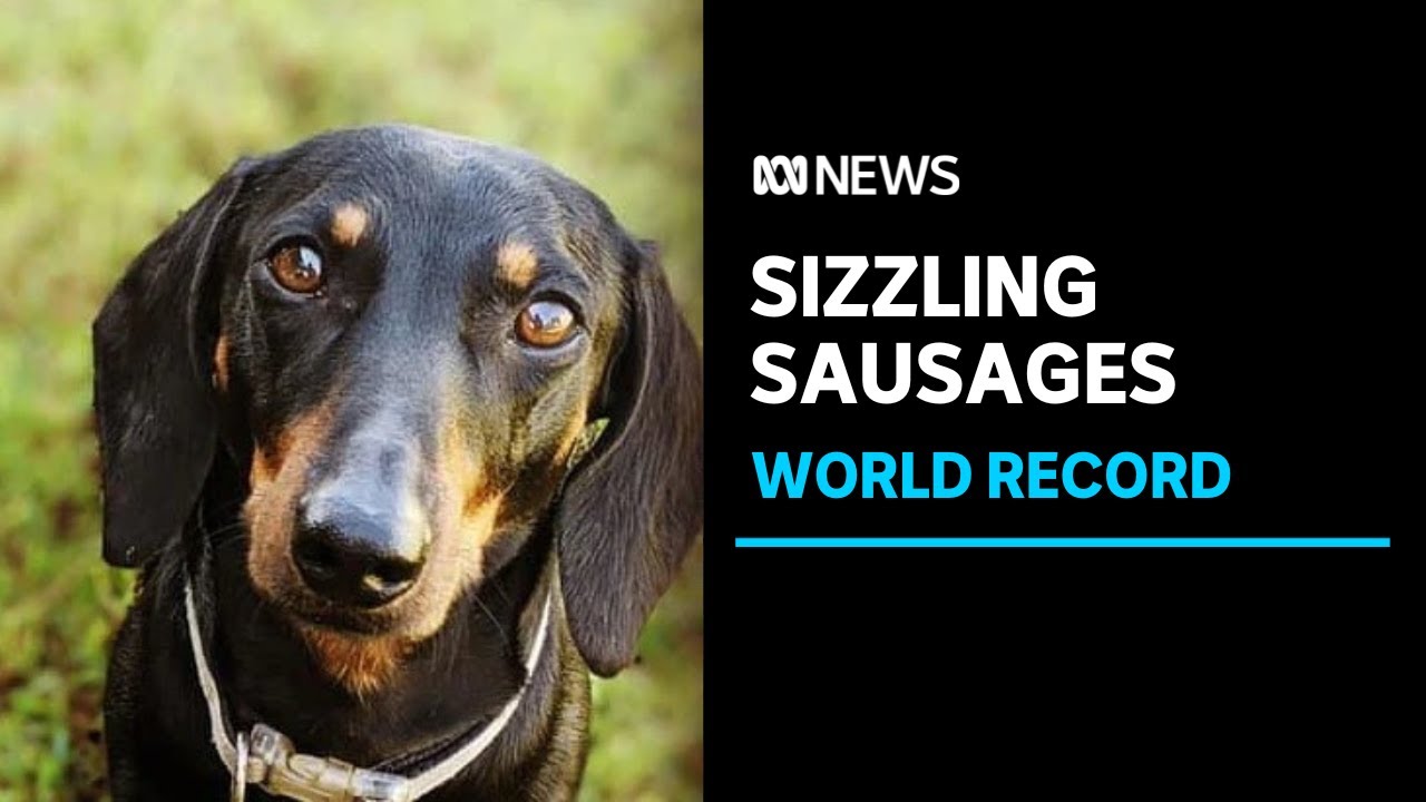 The long and the short of a sausage dog world record | ABC News - The ...