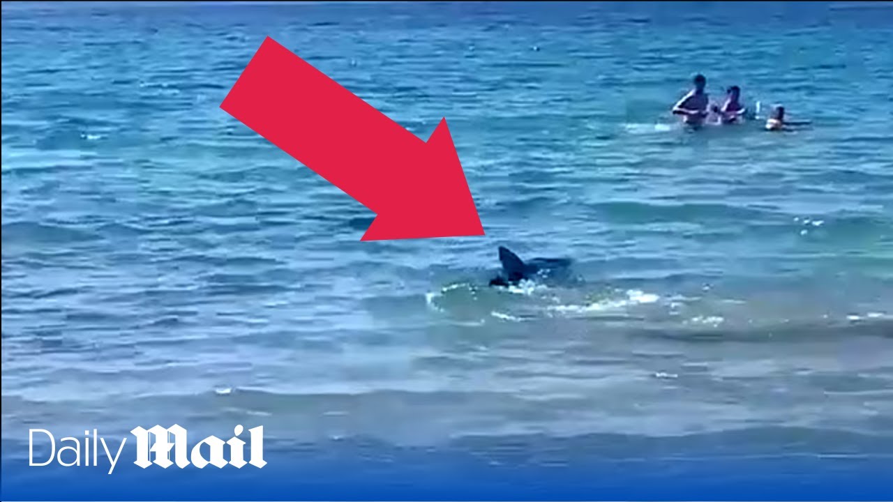Moment terrified beachgoers flee as shark nears coastline - The Global ...