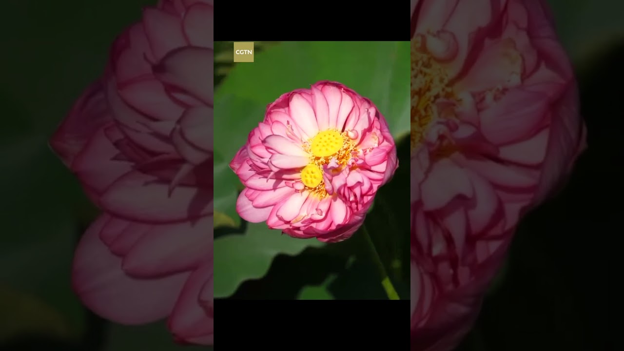 Extremely rare! One lotus flower has two cores - The Global Herald