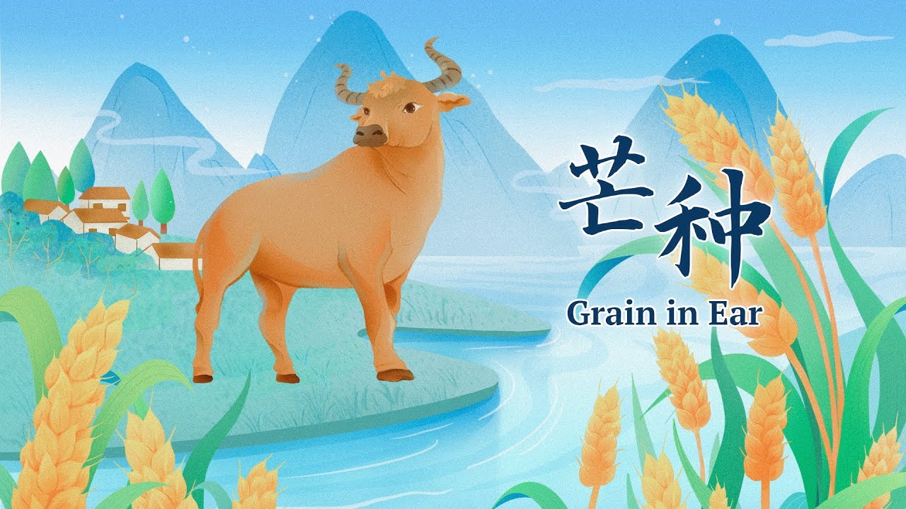 Why is the ox held in reverence during Grain in Ear? - The Global Herald