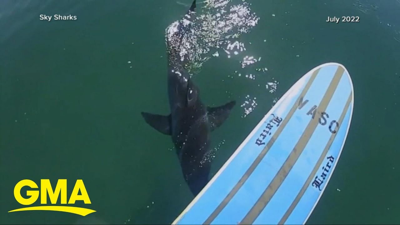 Great white sharks more common on California coast than previously ...