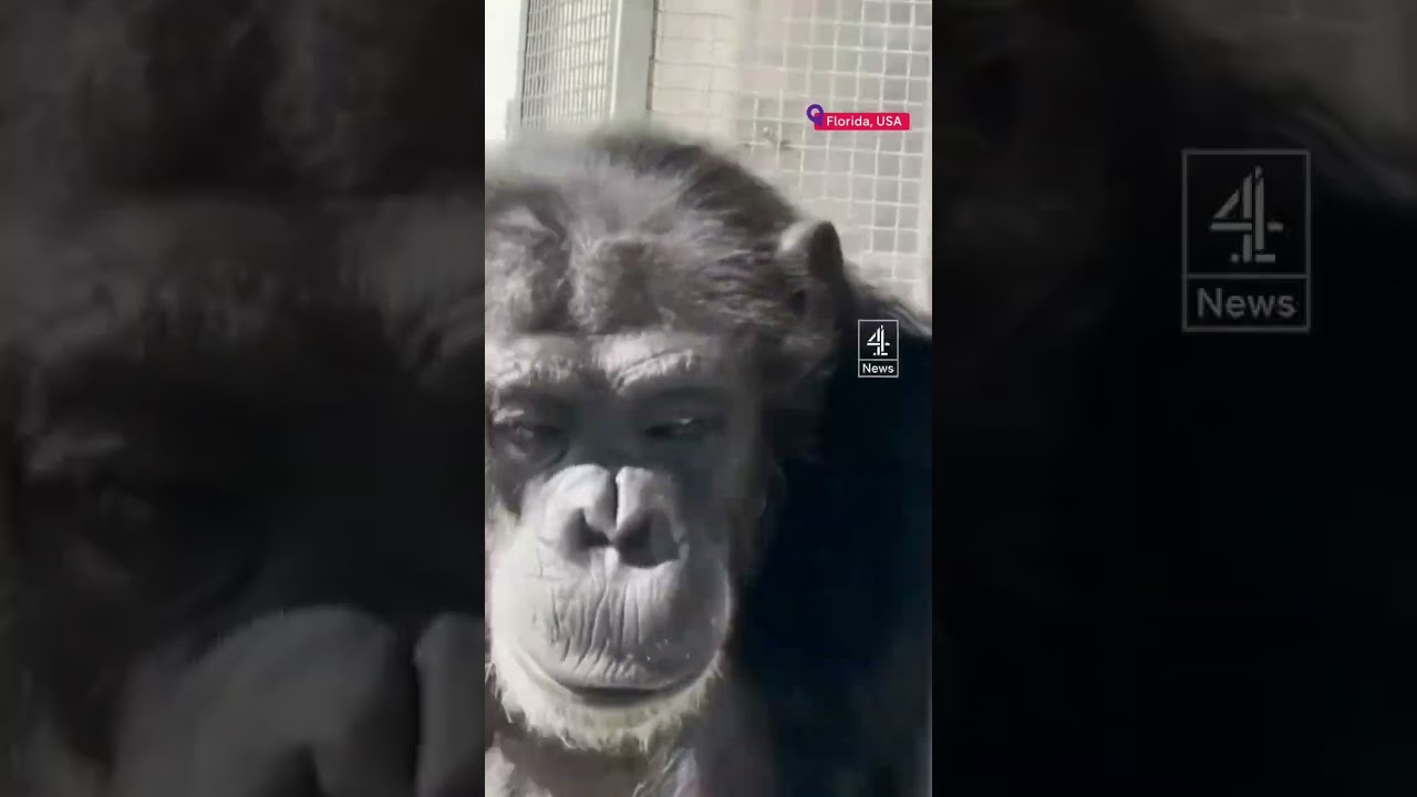 Caged chimpanzee sees the sky for the first time - The Global Herald